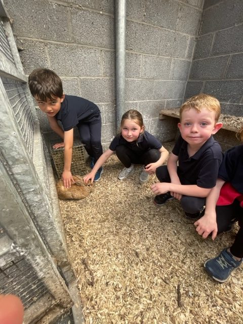 Our school tour to Turoe Pet Farm - Clarecastle National School